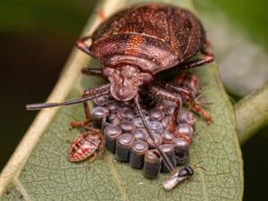 Guida Cimice Asiatica: Origini, Danni e Disinfestazione