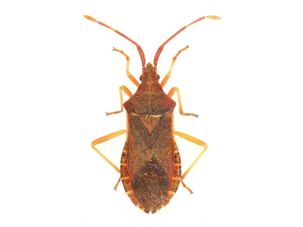 La Cimice del Nocciolo: Informazioni per la difesa fitosanitaria