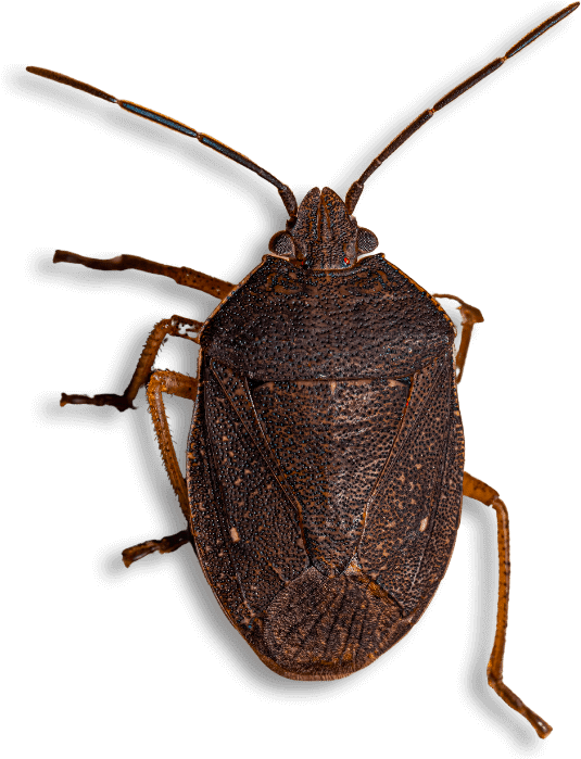 Cimice.it - Il Portale della Disinfestazione Cimici