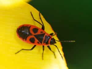 Cimice Rossonera o Cimice Carabiniere: è veramente dannosa?