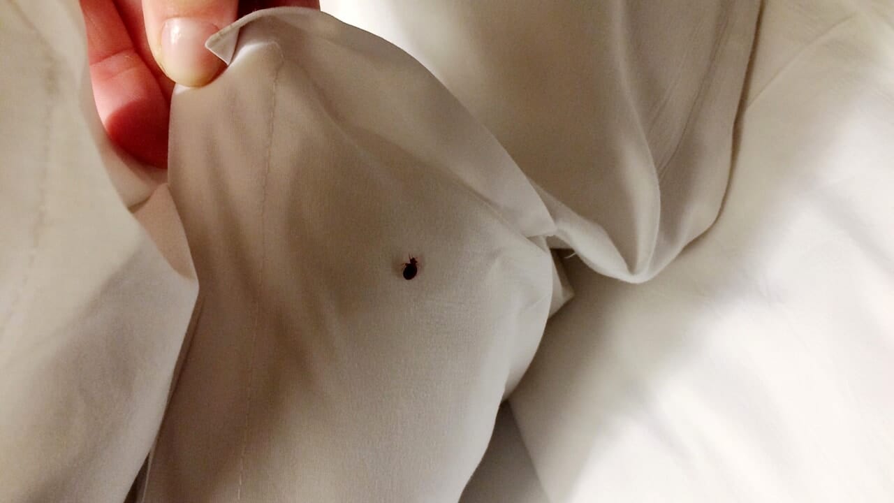 Comprendere le cimici da letto: Comportamento e biologia