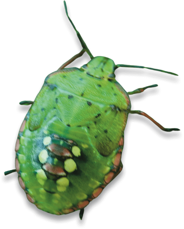 Cimice.it - Il Portale della Disinfestazione Cimici