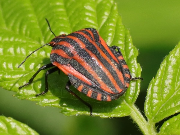 Graphosoma Italicum: la Cimice a Strisce!